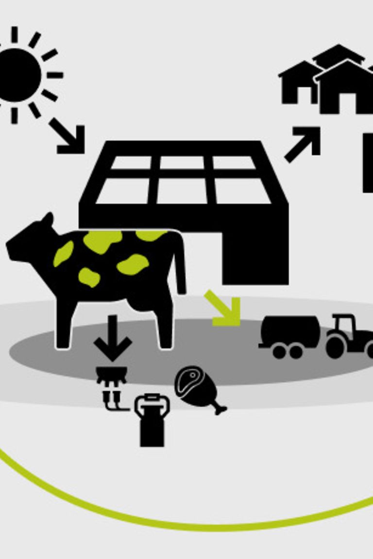 CLAAS explains the cow's power plant | CLAAS